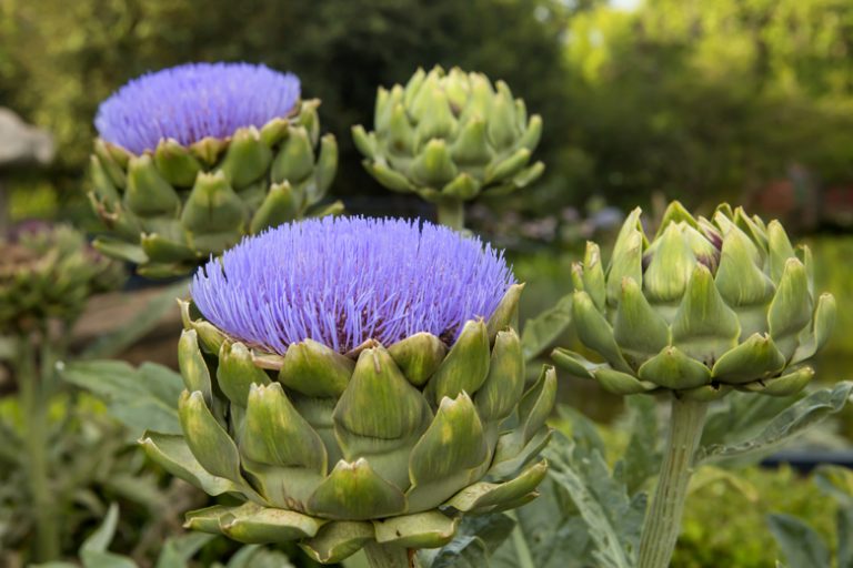 ARTIŠKOKAI | VISKAS APIE ŠIĄ VALGOMĄ GĖLĘ | STEBUKLINGA MĖTA